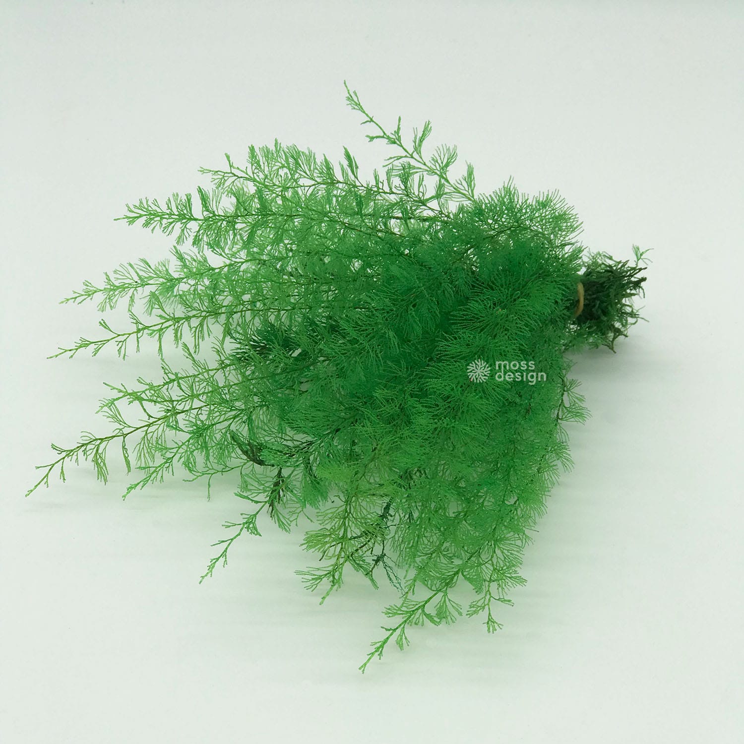 Stabilizovaná papraď Sertularia - svetlá zelená 🌱 | Mossdesign