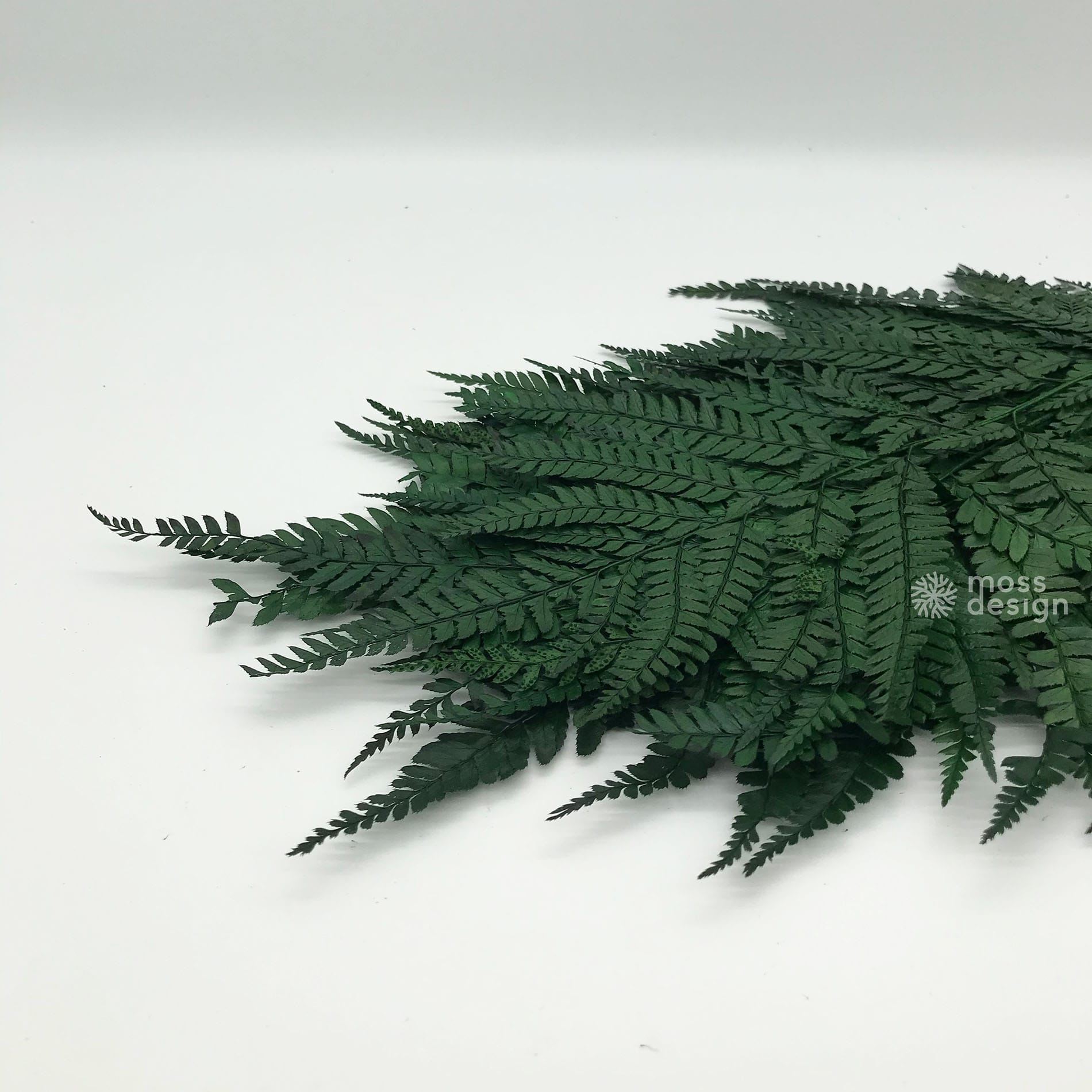 Stabilizovaná papraď Rumora zelená - balenie 10 ks 🌿 | Mossdesign