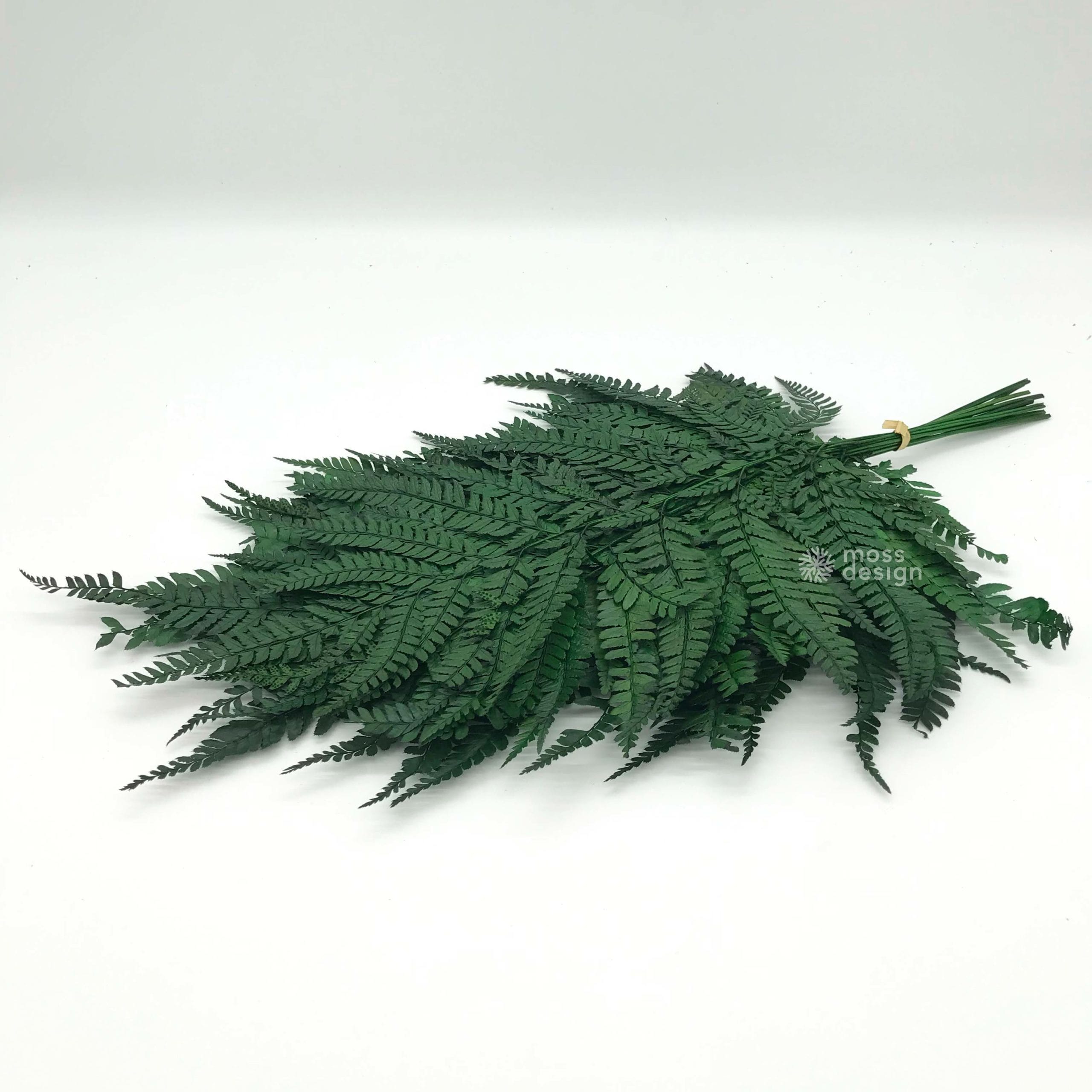 Stabilizovaná papraď Rumora zelená - balenie 10 ks 🌿 | Mossdesign